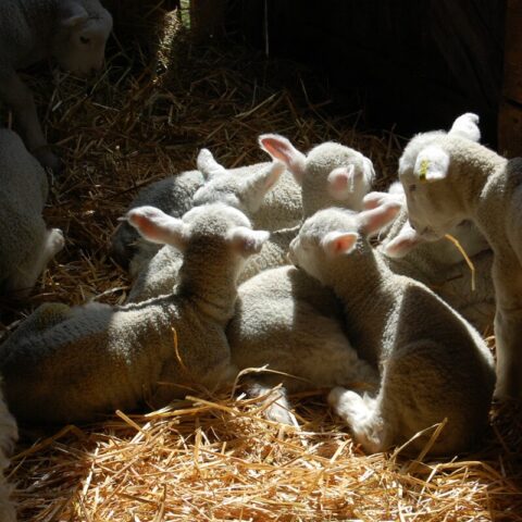 Sheep School Website | Learn all things about grazing sheep