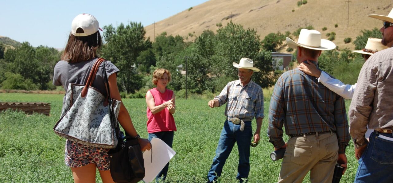 Sheep Courses | Sheep School Website