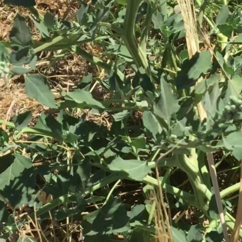 Sheep School Website | Learn all things about grazing sheep