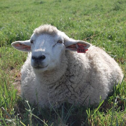 Sheep School Website | Learn all things about grazing sheep