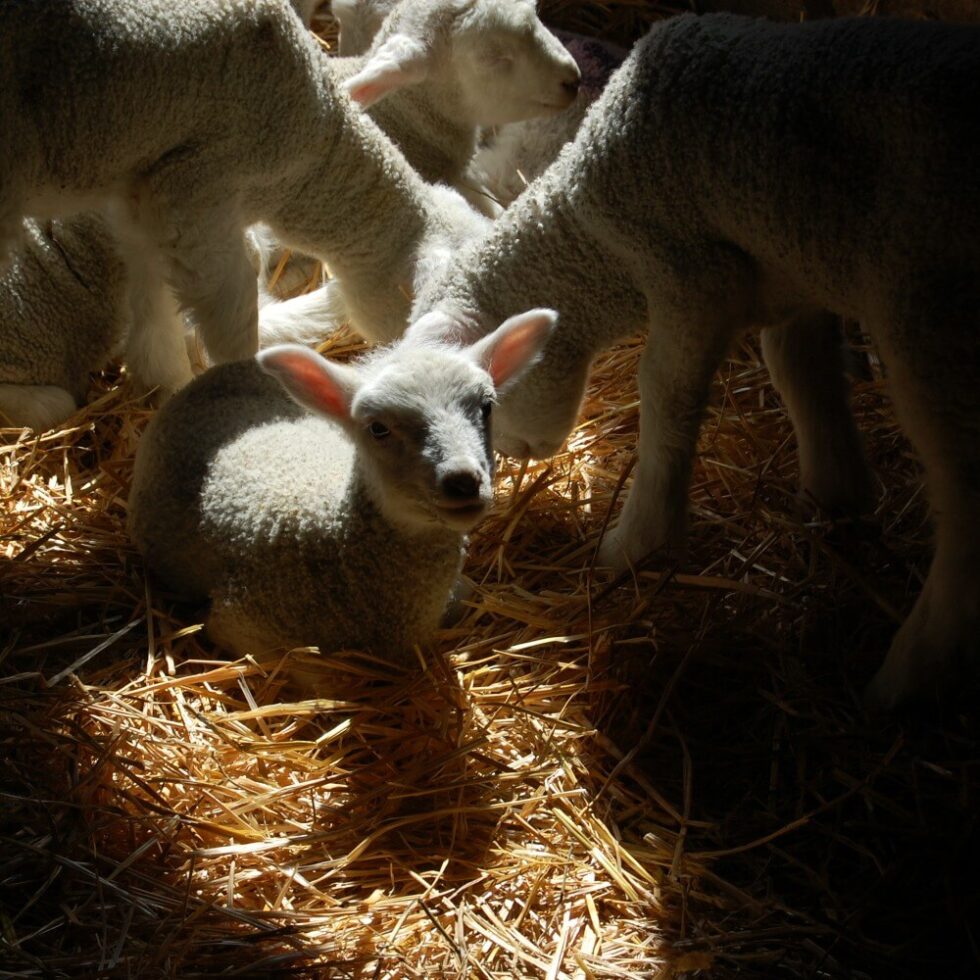 Sheep School Website | Learn all things about grazing sheep