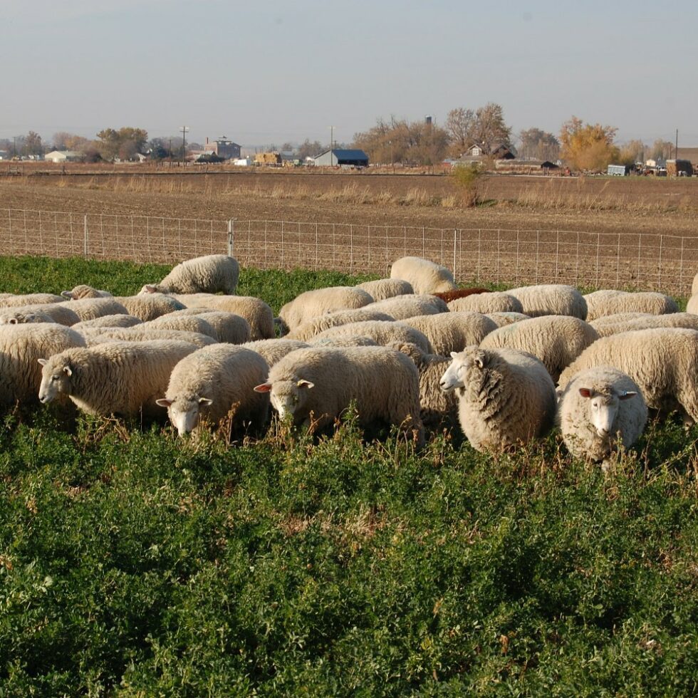 Sheep School Website | Learn all things about grazing sheep