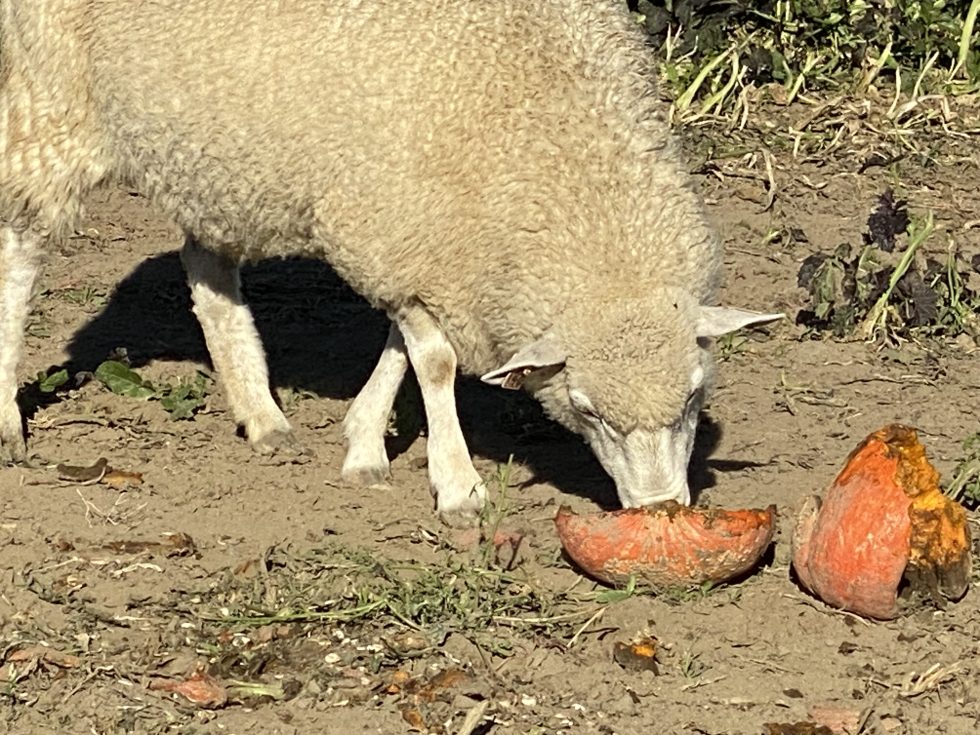 Can Sheep Eat Pumpkins? A Feeding Guide for This Superfood | Sheep ...