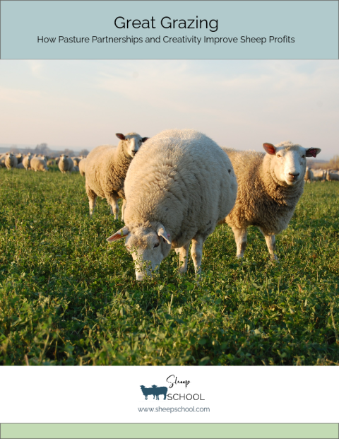 Winter Grazing Guide: Tips for Sheep Management | Sheep School Website