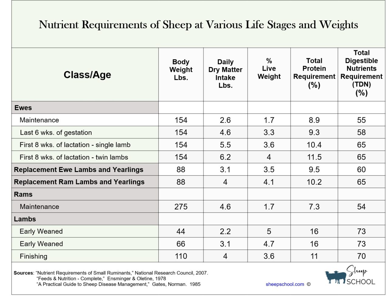 Winter Grazing Guide: Tips for Sheep Management | Sheep School Website