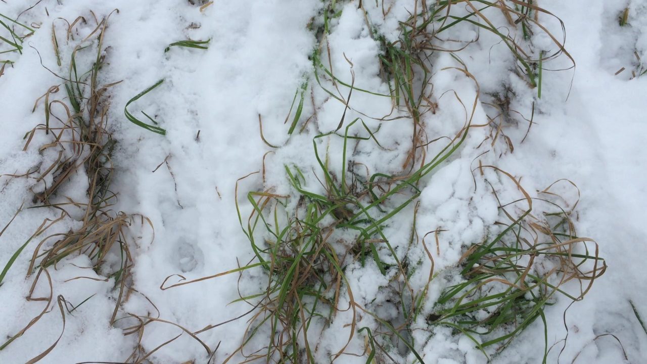 Winter Grazing Guide: Tips for Sheep Management | Sheep School Website